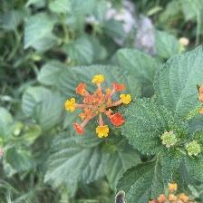 flowers Object Detection Dataset by AMRLabs