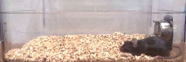 1996 Instance Segmentation Dataset by Mouse behavior