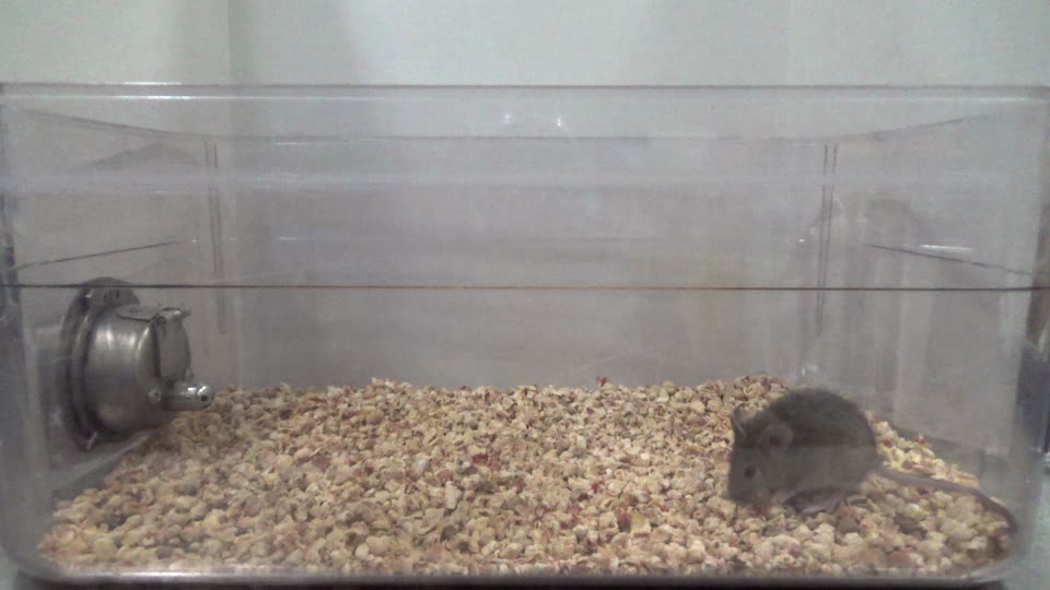 2171Mouse Instance Segmentation Dataset by Mouse behavior