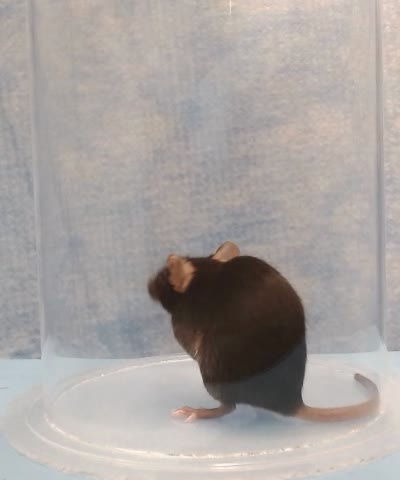 Mouse behavior - Roboflow Universe