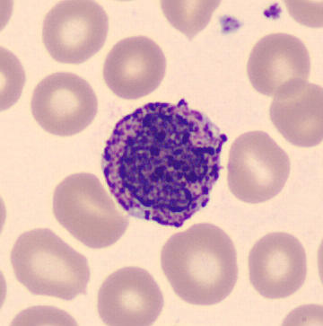 Blood cells classifications Computer Vision Dataset by Pedro flow