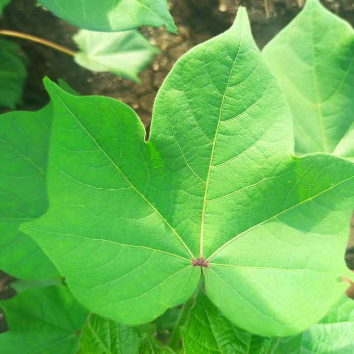 cotton-leaf Object Detection Dataset by pest detection project