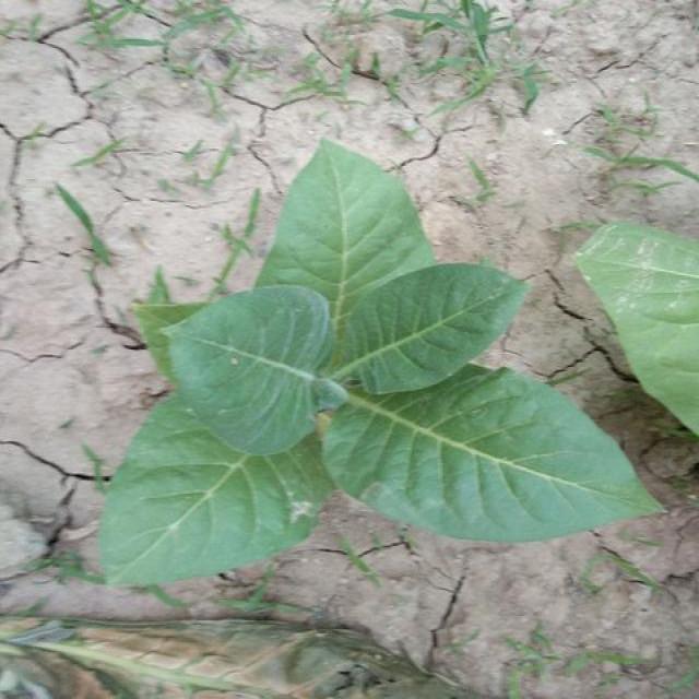 Tobacco3class Object Detection Model By Workspace1