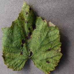 Grape İllness Detection Object Detection Model by Workspace1