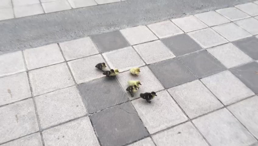 Ducks Tec Detection Object Detection Dataset And Pre Trained Model By