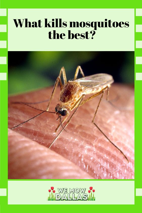 mosquito Object Detection Model by mosquito