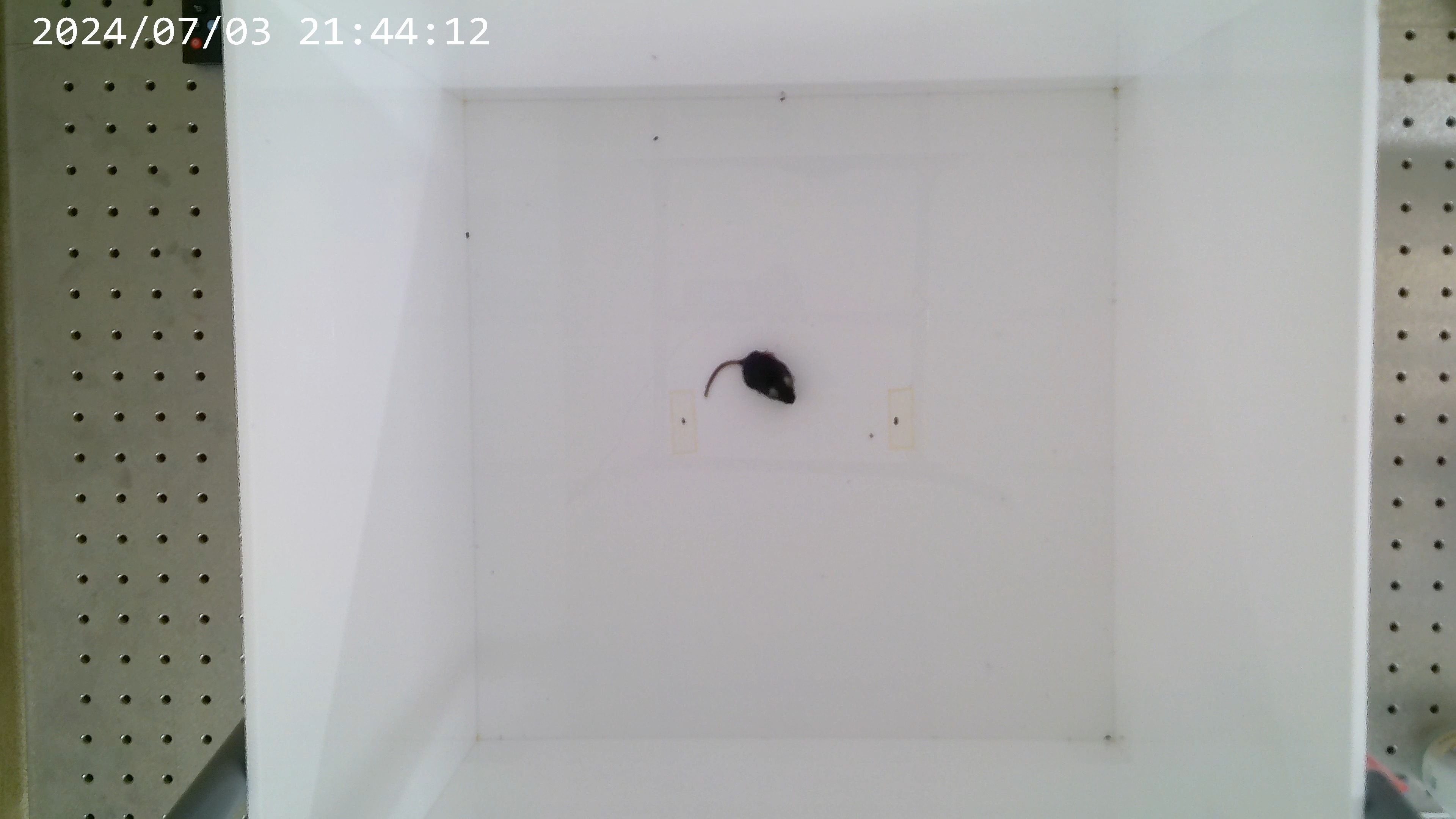 3 chamber test Object Detection Dataset by mice