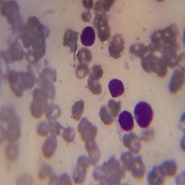 L1 Object Detection Dataset by john gohn