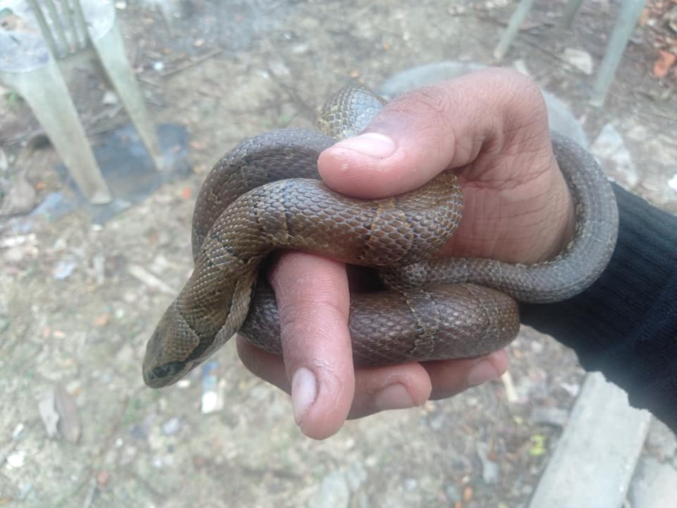 Snake Object Detection Dataset by AiReserch