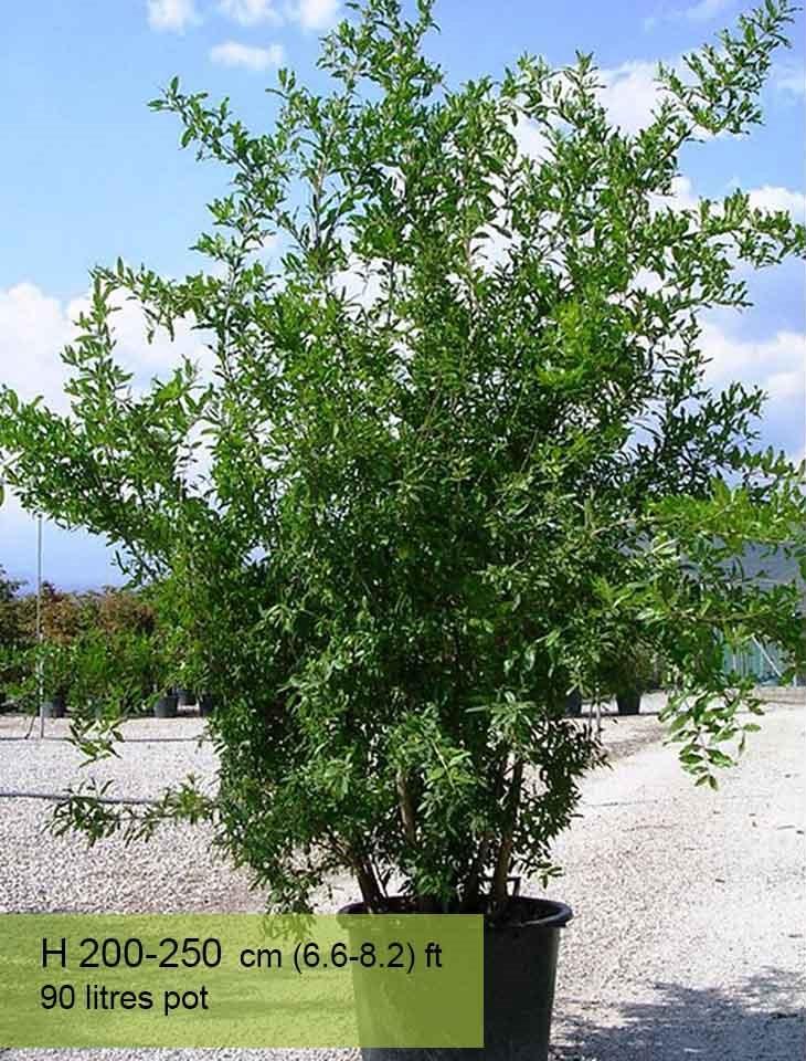 Pomegranate Tree Object Detection Model by International Mugam Center