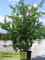 International Mugam Center - Roboflow Universe