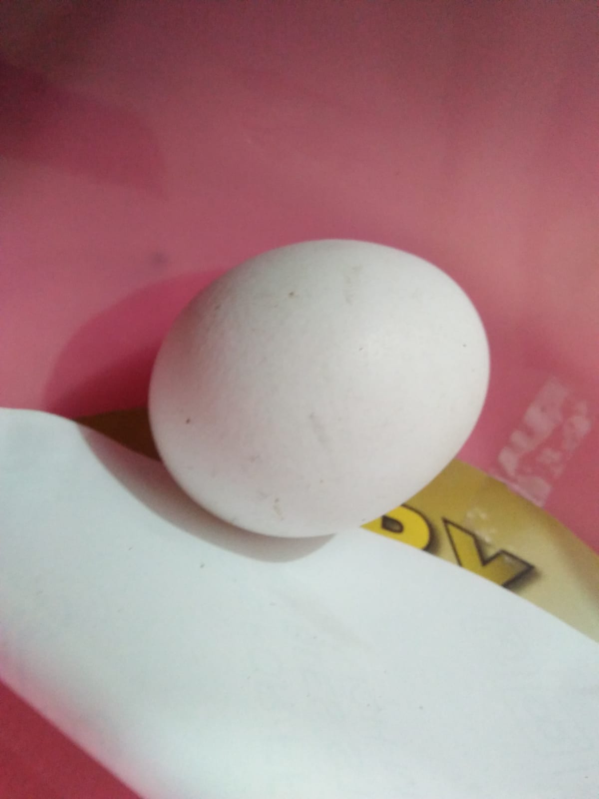 Egg Crack Detection Object Detection Dataset By Thanishkas Workspace