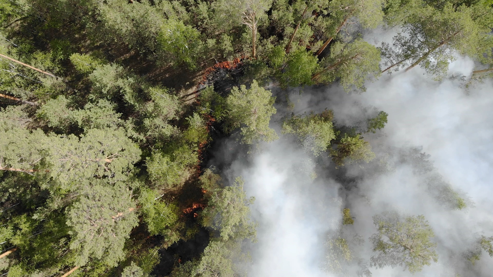 forest_fire_modify Object Detection Dataset by skarlett992@mail.ru