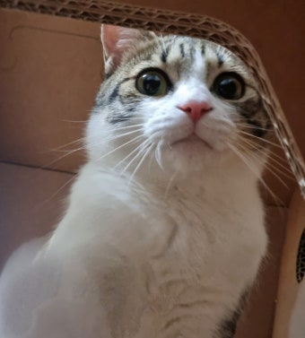 cat-miniproject Object Detection Dataset and Pre-Trained Model by Jh