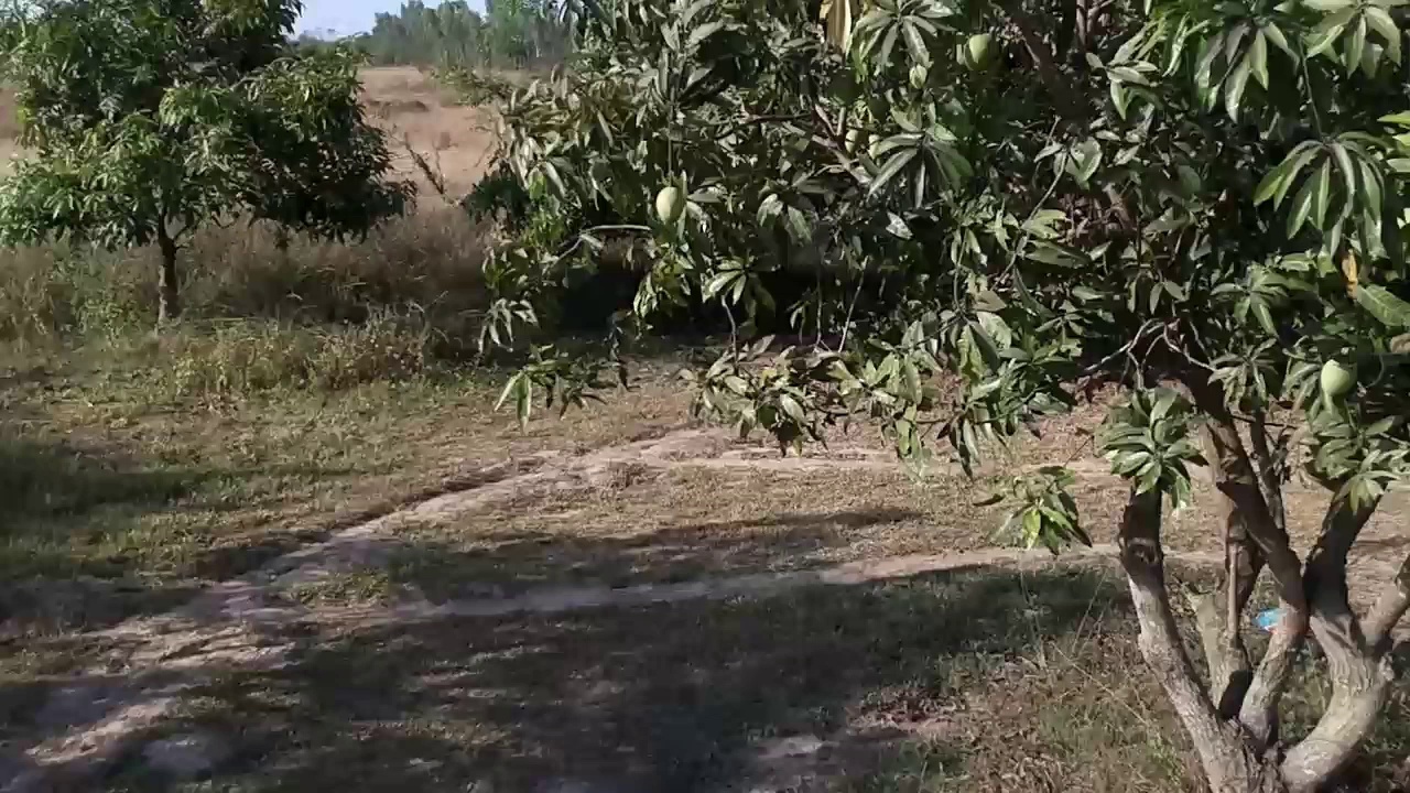 Mango Object Detection Dataset by new-workspace-ljfum