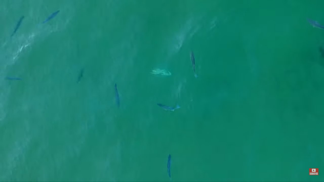 Learning Cv Roboflow Universe