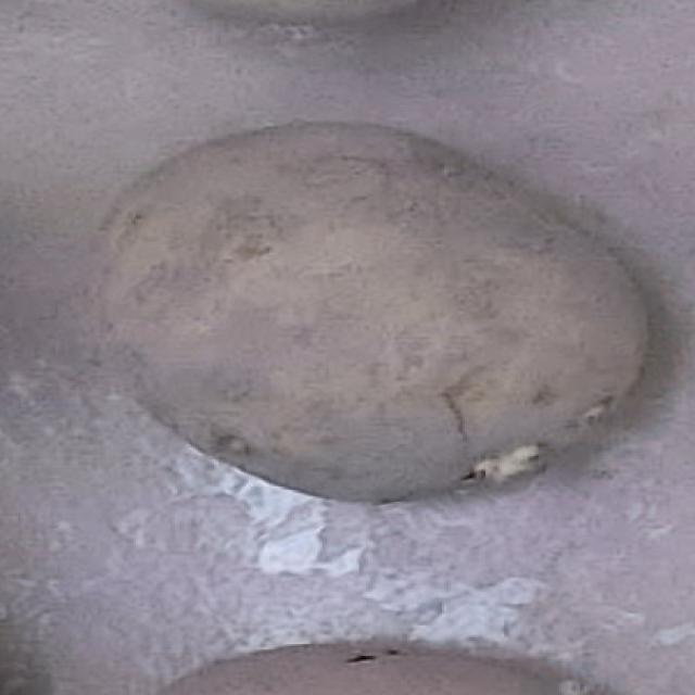 Eyes Potato Object Detection Model by PFE