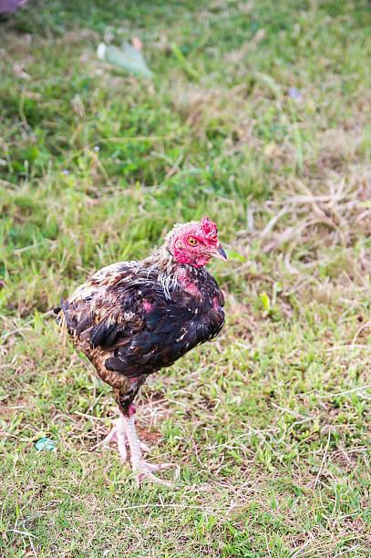 oneinstance_chicken-pose-estimation Keypoint Detection Dataset by ...