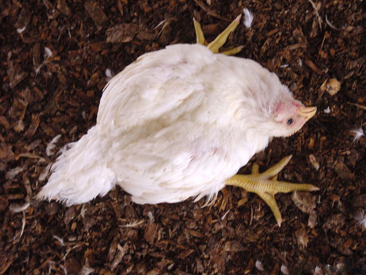 chicken disease Object Detection Model by Avitwins02