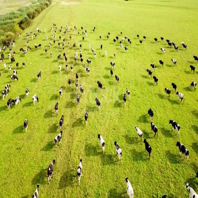 Cows- counting Object Detection Dataset by myworkspace