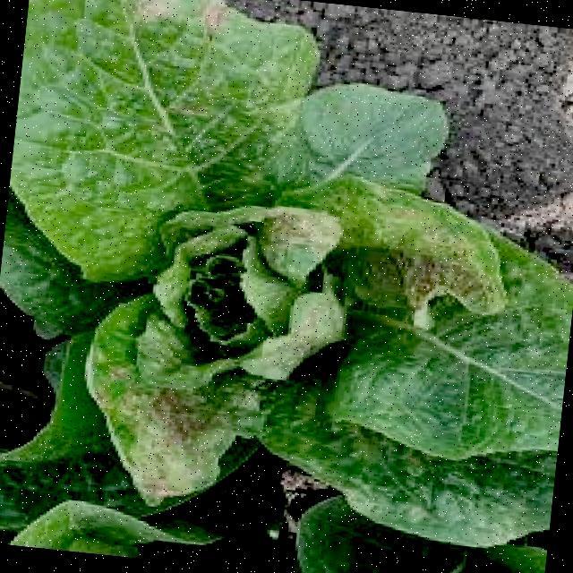 Lettuce Care Classification Model by letcare