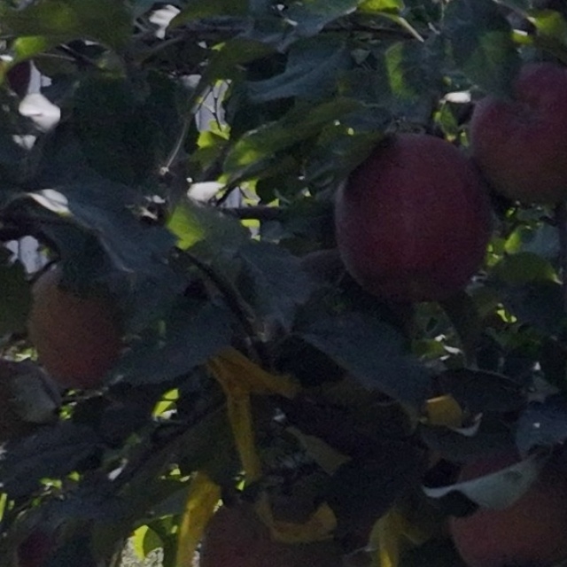 Apple Detection on split images Object Detection Model by Apple Detection