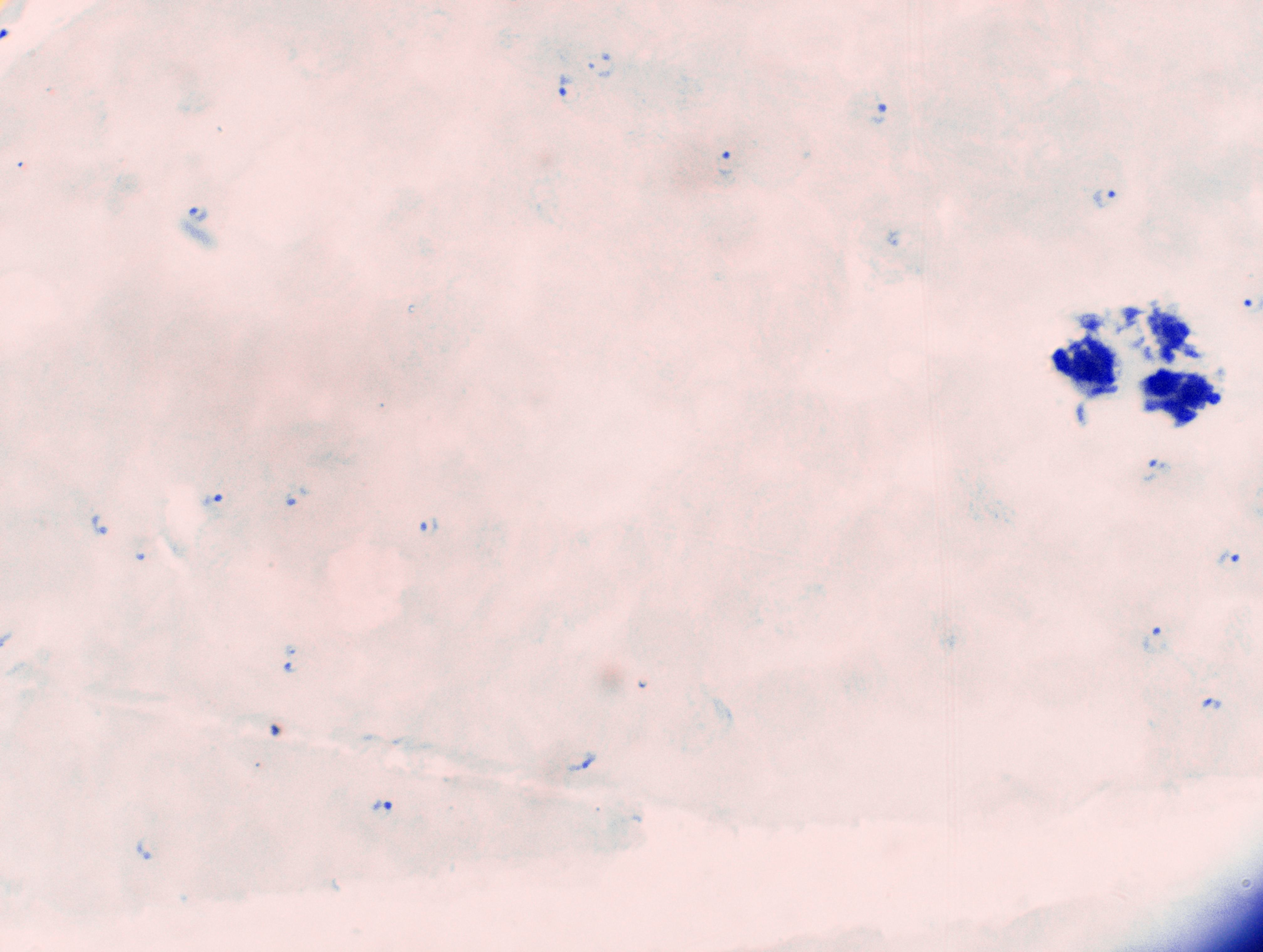 parasite_detectorv4 Object Detection Dataset by carnegie mellon university