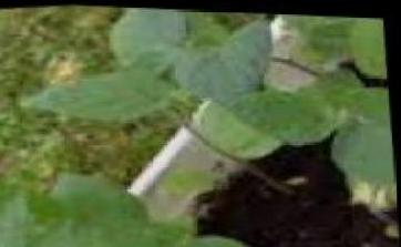 How to Use the classification Classification API