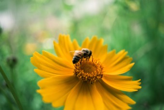 bee Object Detection Dataset by new-workspace-z7hcr