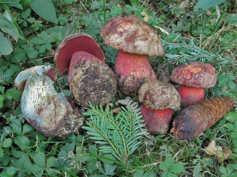 boletus (edible) Object Detection Dataset by AIAProject