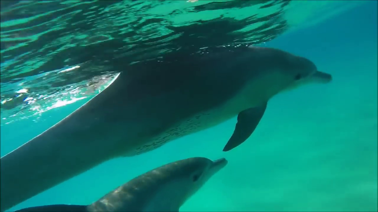 dolphins Object Detection Dataset and Pre-Trained Model by CAD