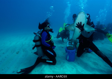 shark Object Detection Model by CAD