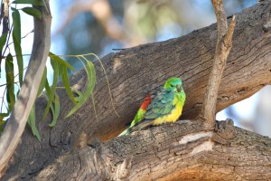 reptile2 Instance Segmentation Dataset and Pre-Trained Model by CapStone