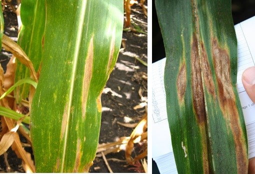 plant doc field Object Detection Model by tru project