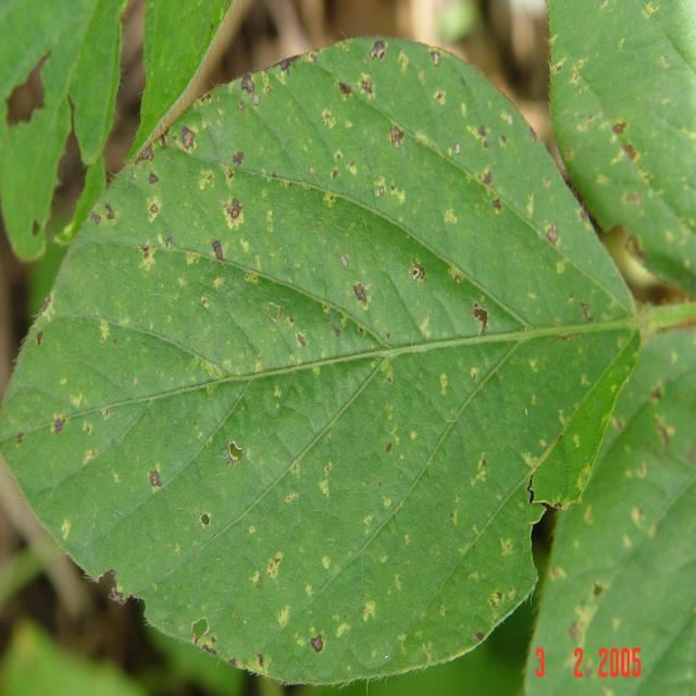 v8 soybean plantdisease Object Detection Dataset by plant diseases