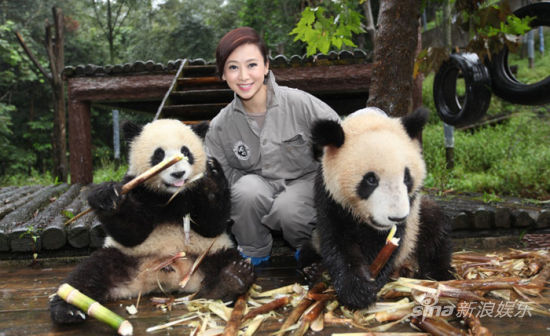 panda Object Detection Dataset by odn