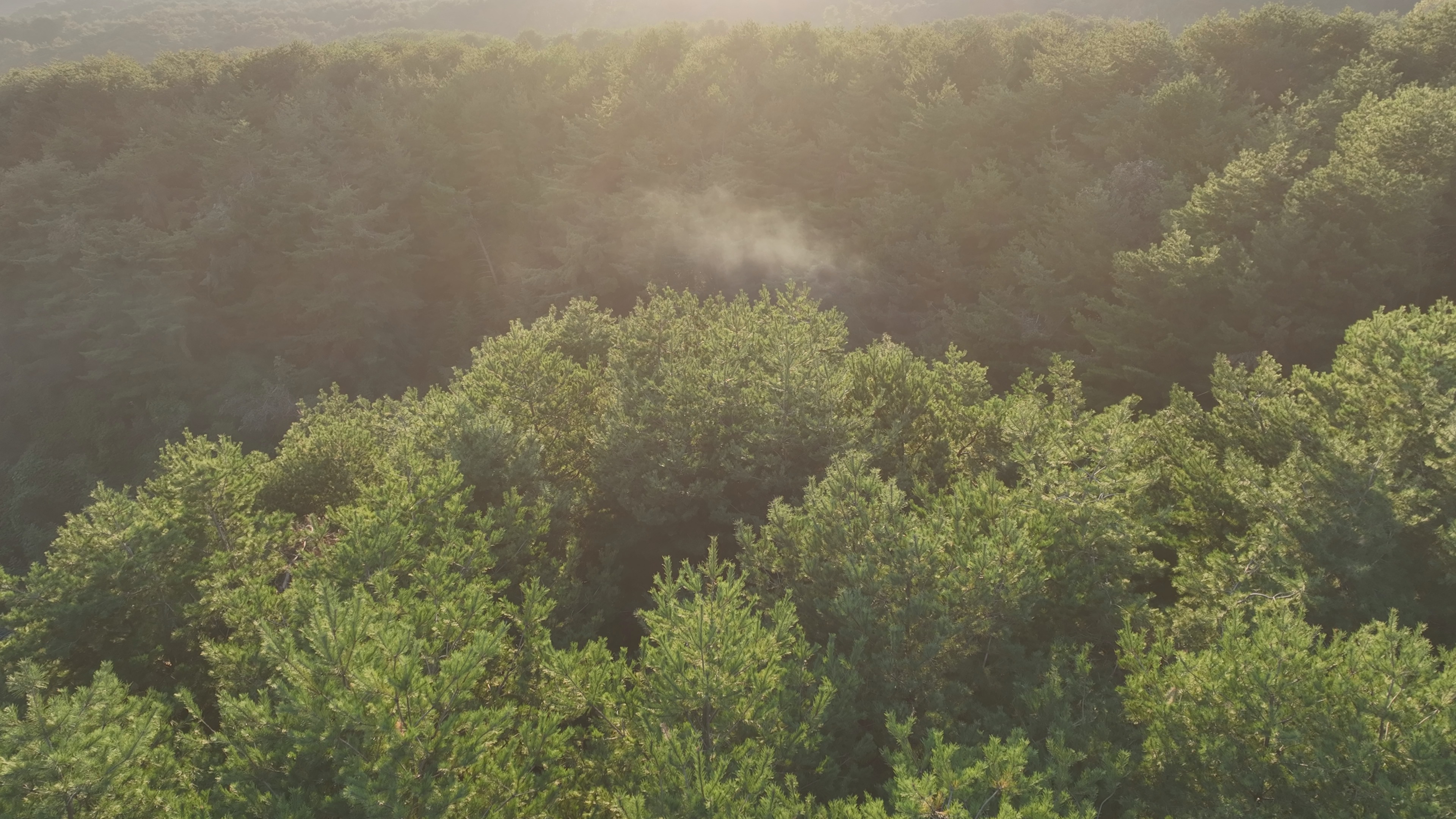 smoke Object Detection Dataset and Pre-Trained Model by coke