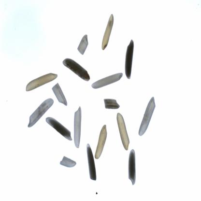 rice grain 3 Object Detection Dataset by someone project