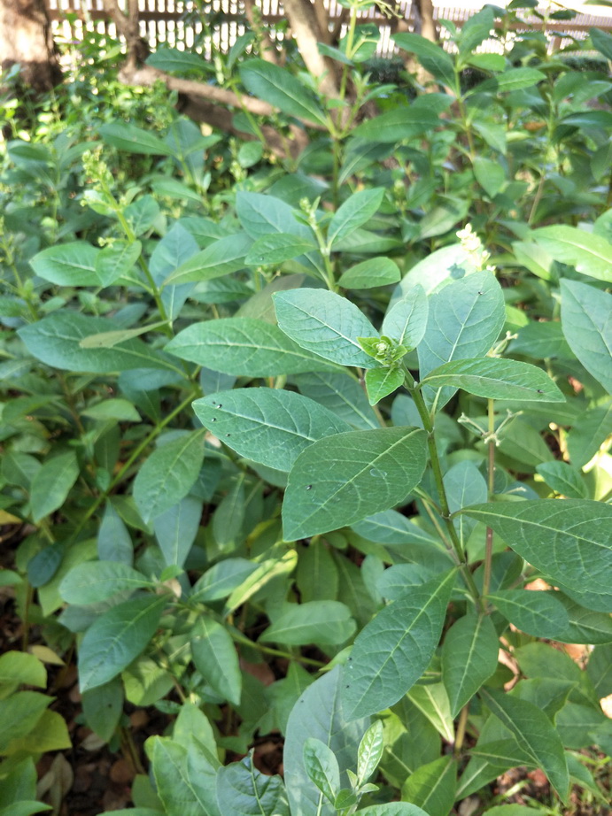 HerB22 Object Detection Dataset by Herb 022