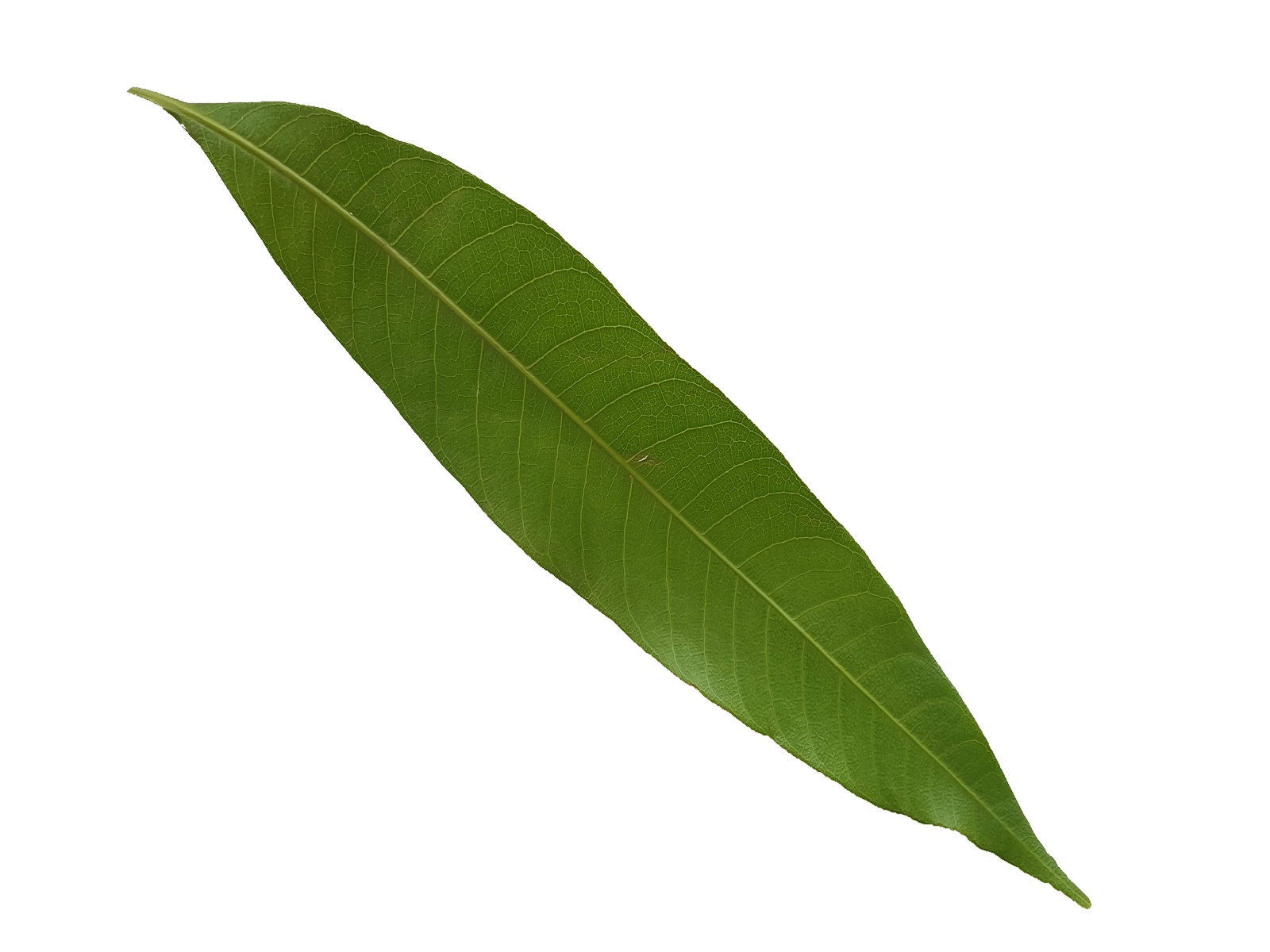 medicinal leaves classification Object Detection Model by Projects