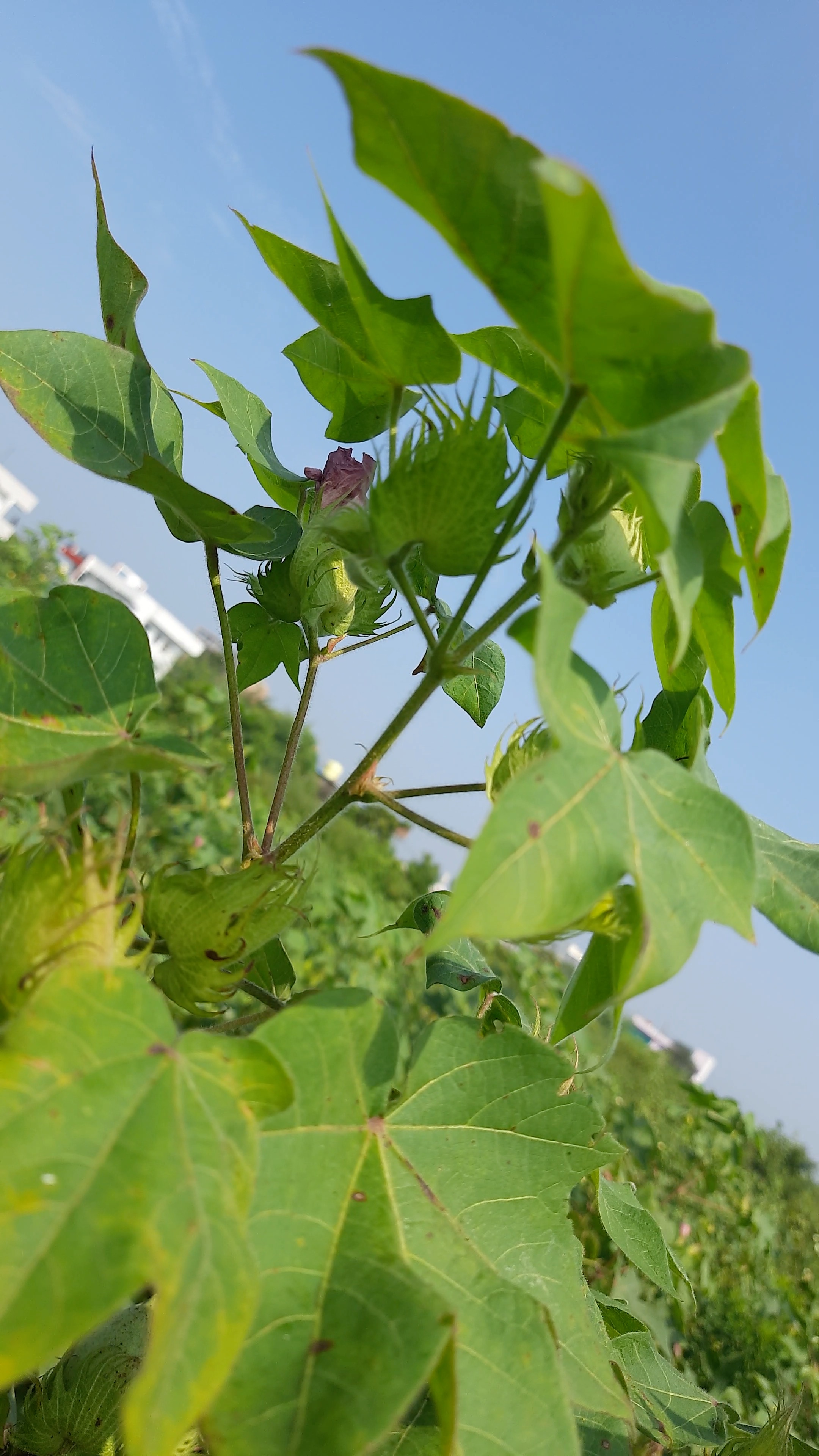 Yield analysis Object Detection Dataset by PV Research