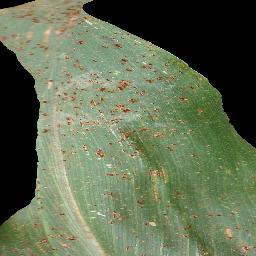 Maize Object Detection Dataset by projects