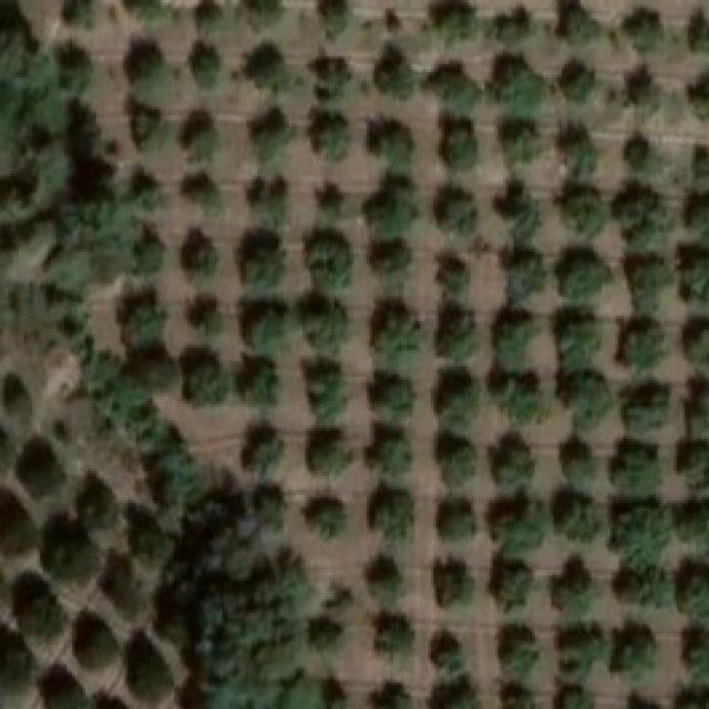 tree Object Detection Dataset by treecounter