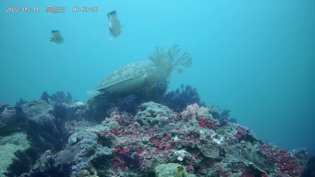 Baseline Object Detection Dataset And Pre Trained Model By Seaturtledection