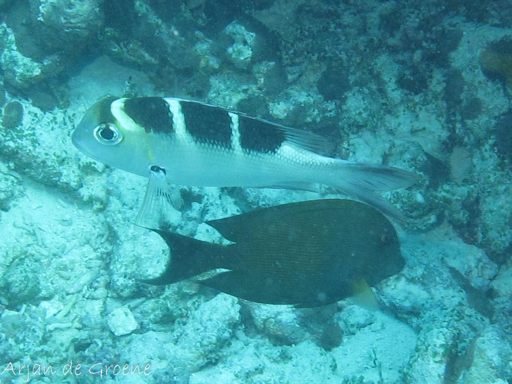 baseline+zoom+fish Object Detection Model by seaturtledection