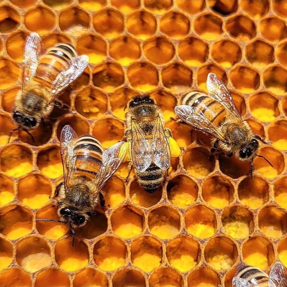 Bee Counter Object Detection Dataset by Beekeeping