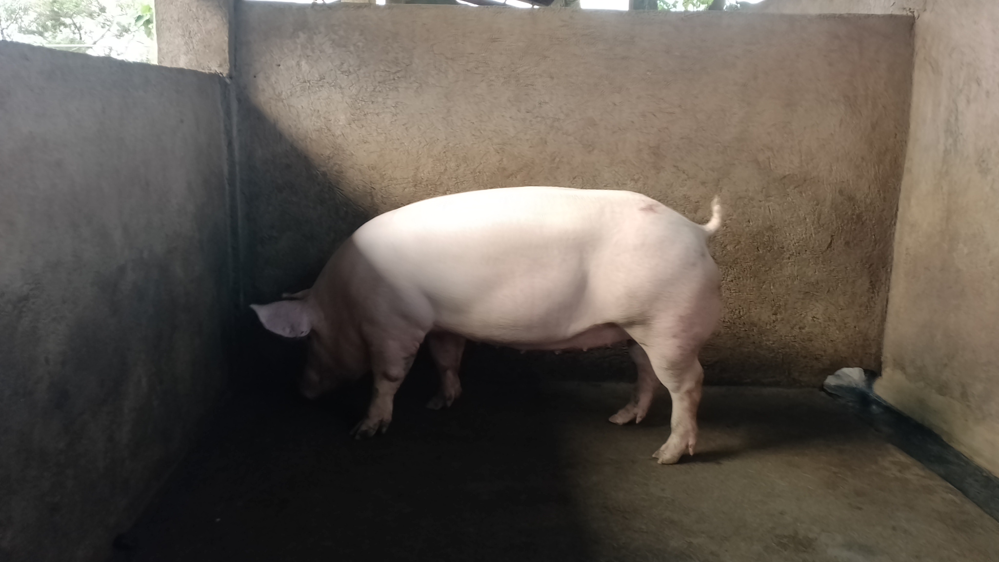 How to Use the MobileNetV2 Pig Weight Estimation Classification API