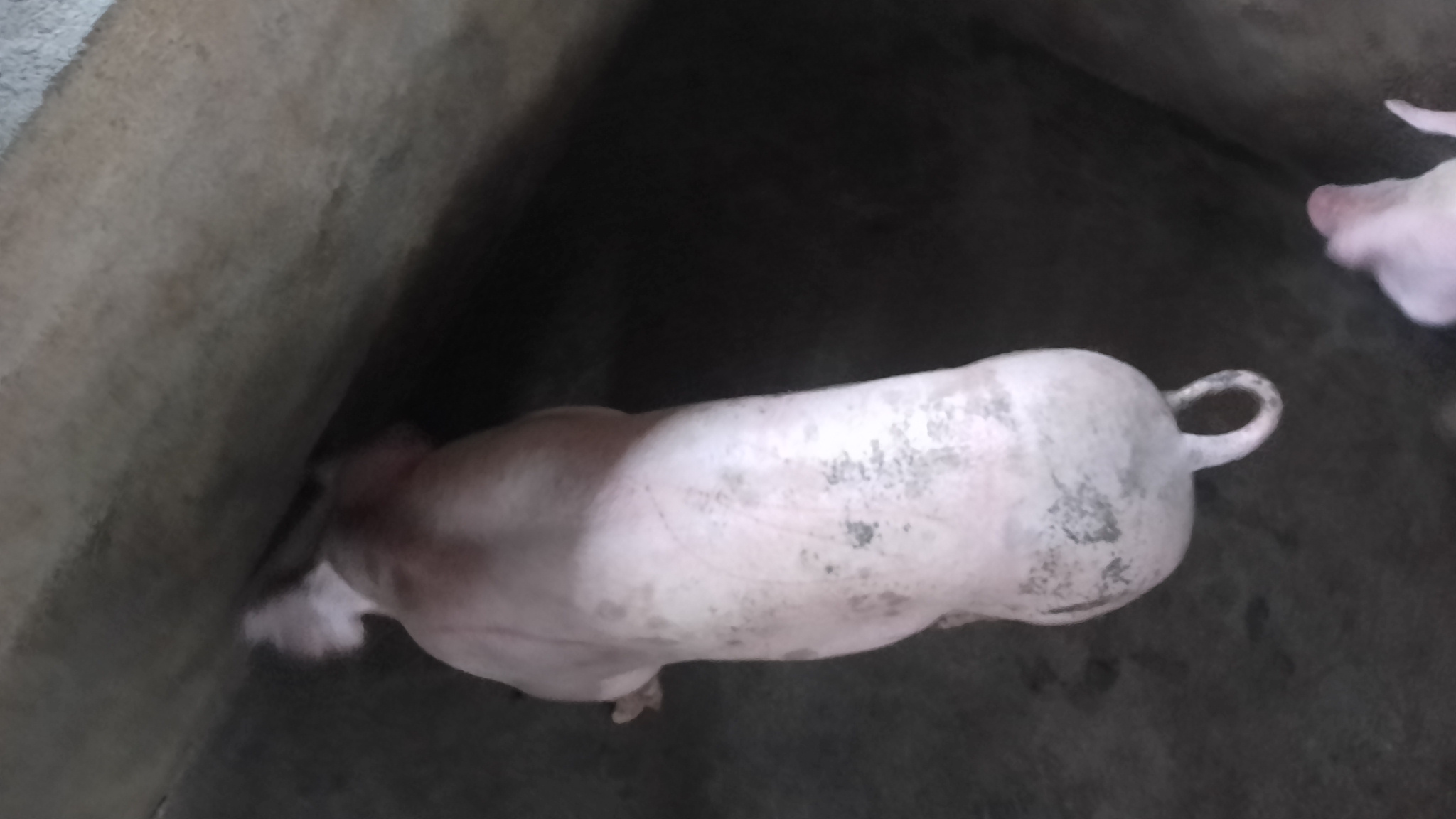 YOLOv8s Pig Detection Object Detection Dataset by Pig Step