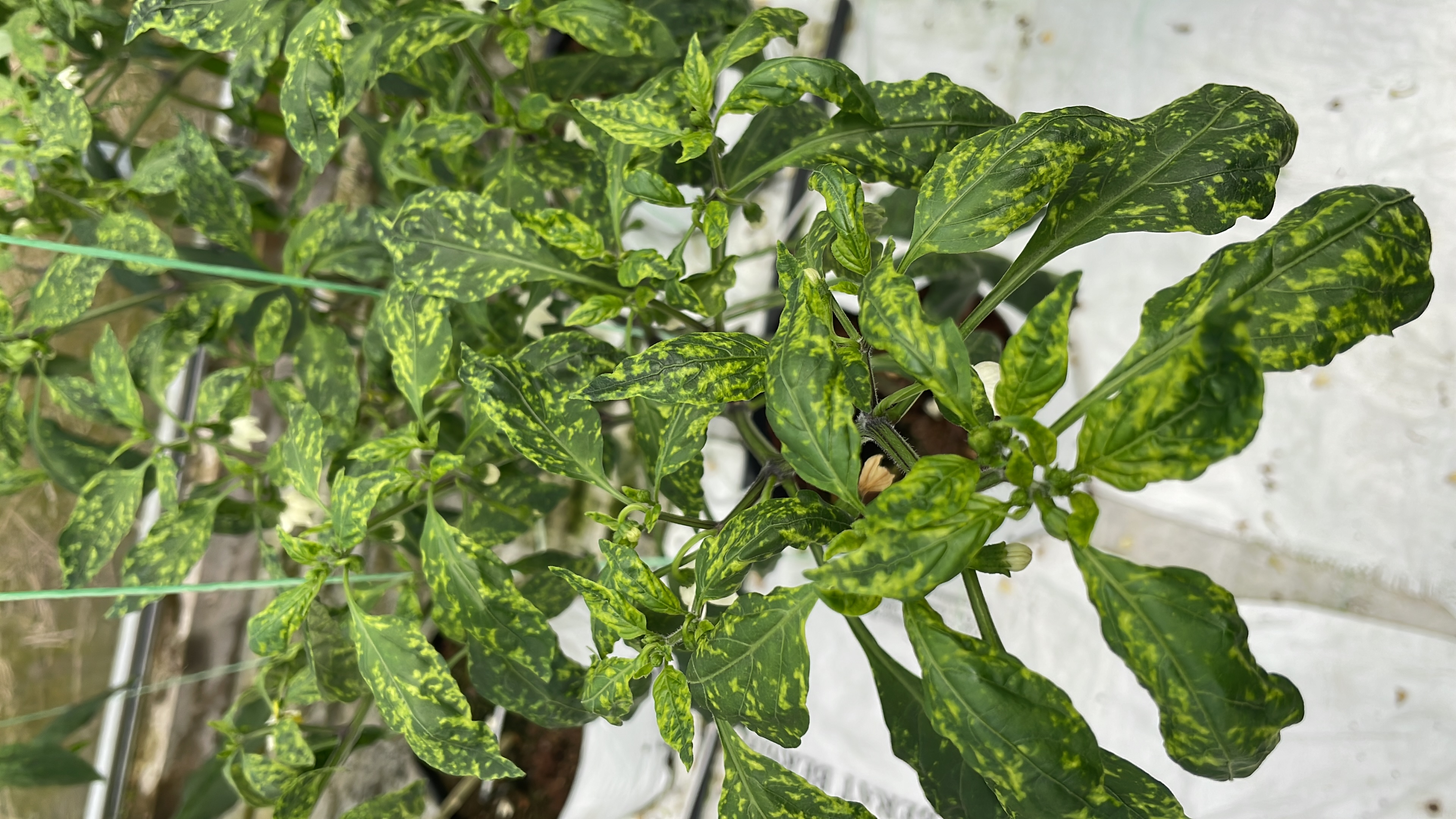 Chilli plant disease Instance Segmentation Model by Group 3 EEE