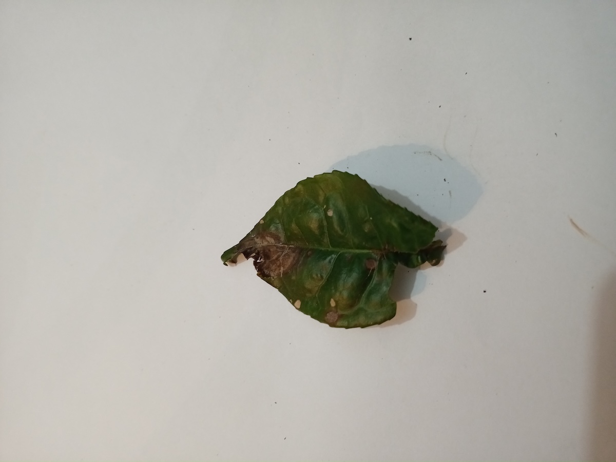 Dataset Kaggle V2 Object Detection Model by Tea Leaf Disease